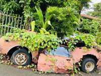 Rusty Monday: Plants Are Feasting On These Rusted Cars