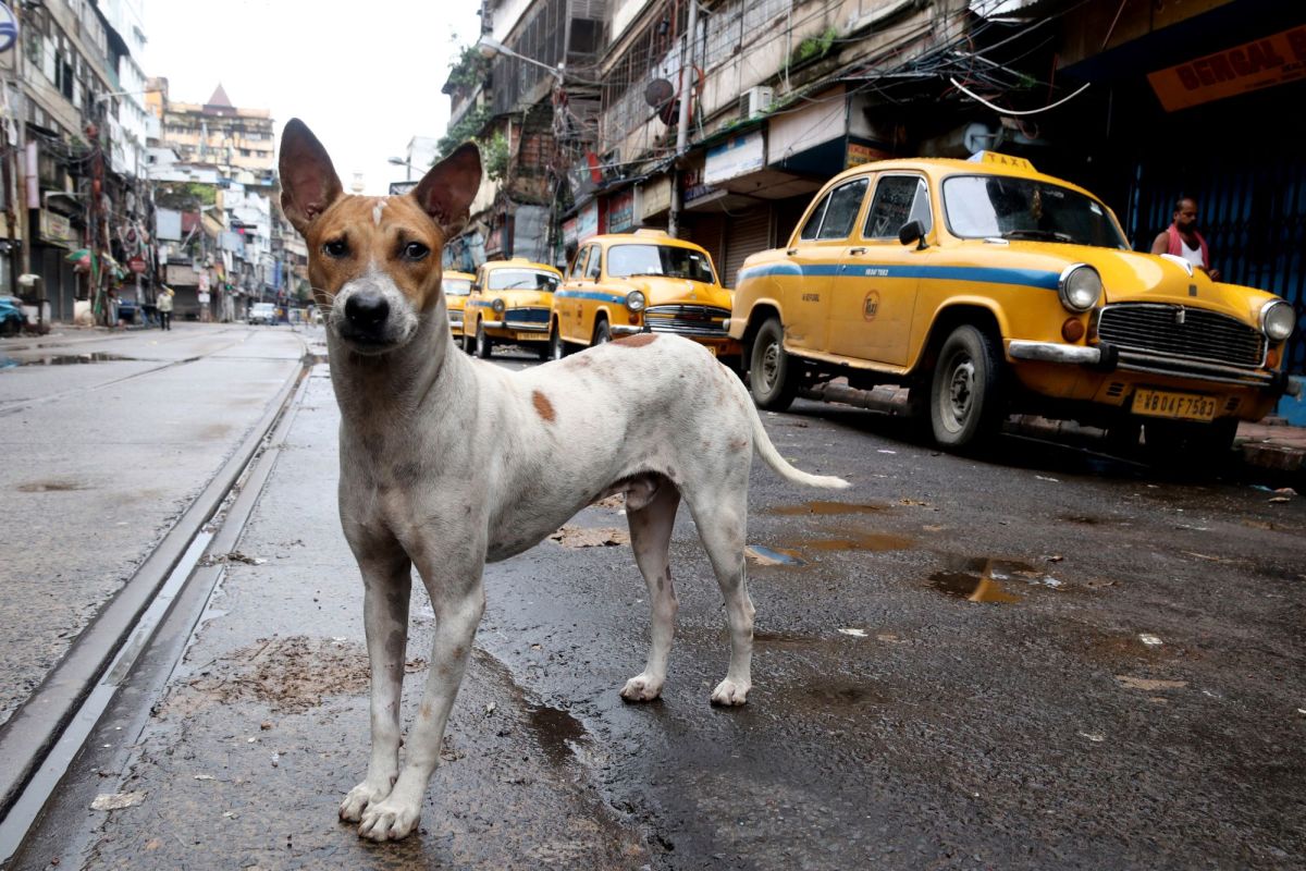 Is It More Dangerous to Hit or Swerve to Avoid Hitting an Animal in the ...