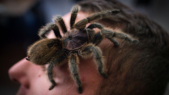 Man Finds Huge Spider in Car: Now It's His Pet Companion for All His Drives