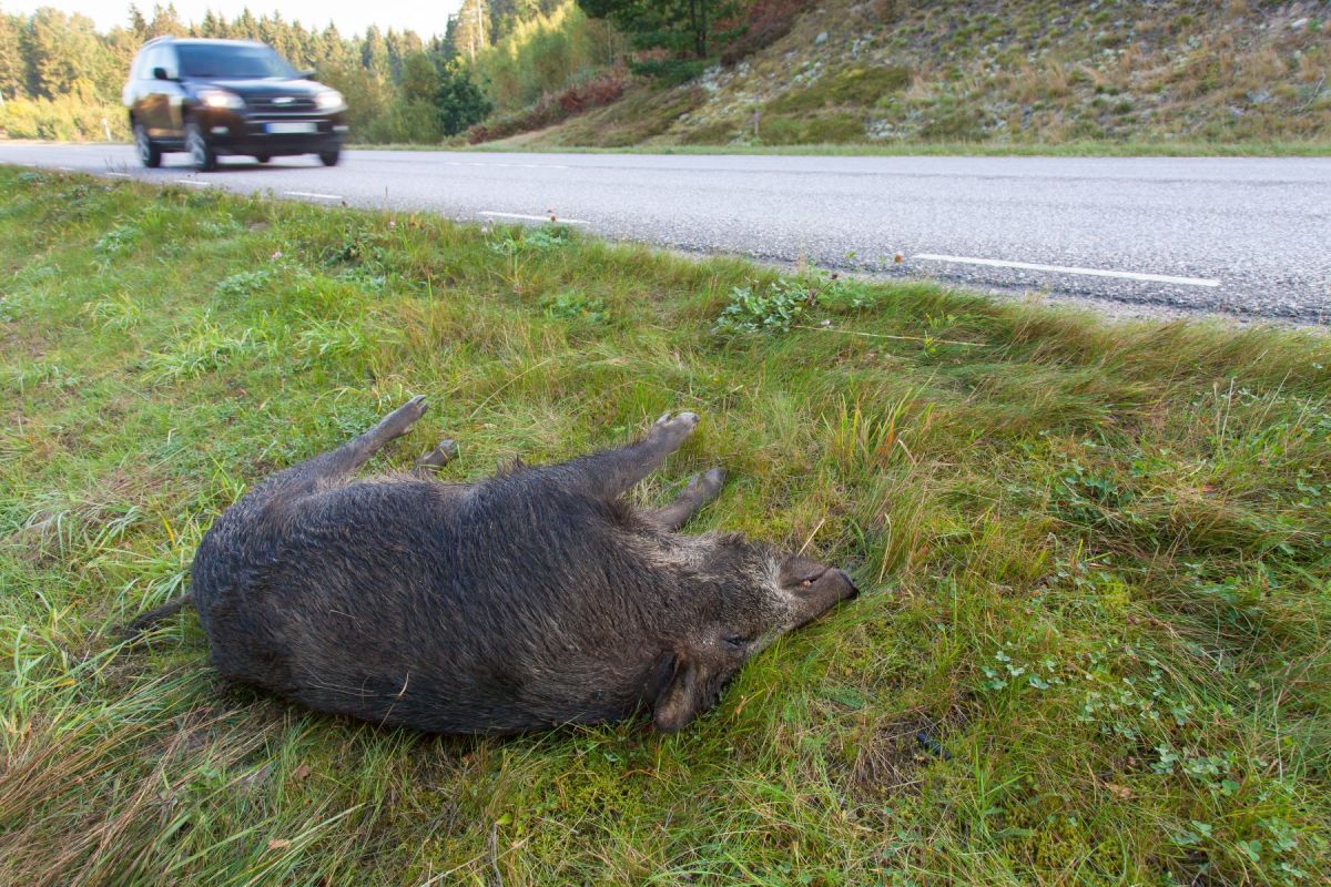 Is It Legal in Your State to Take Roadkill Home to Eat?