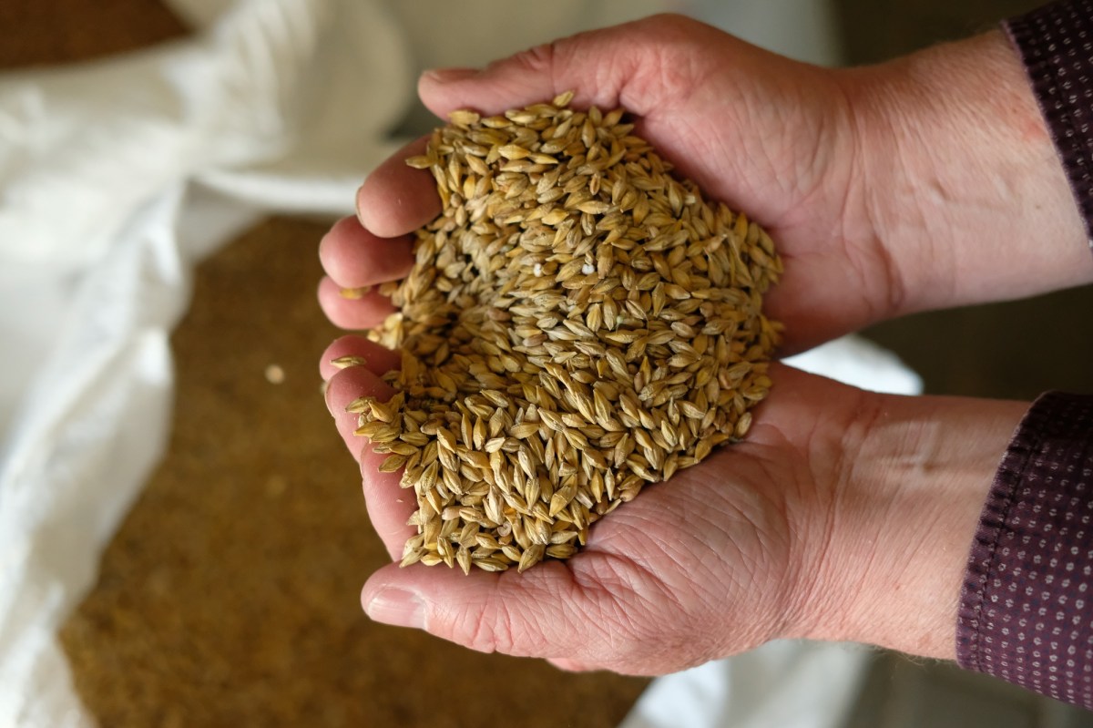 Your Car Needs a Drink: You Might Be Putting This Biofuel in Your Tank Soon