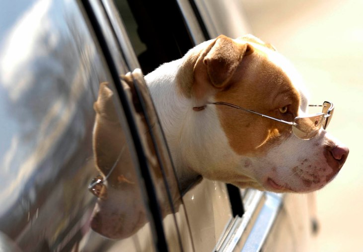 Why Do Dogs Love Car Rides?