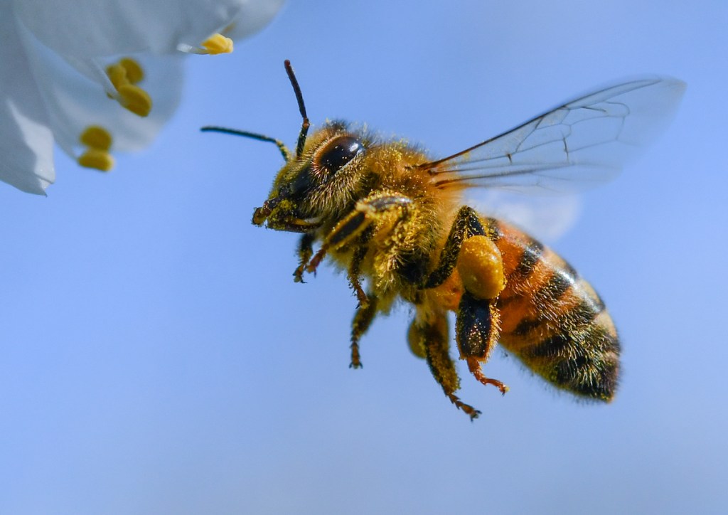 4 Steps to Take if a Bee Flies in Your Car