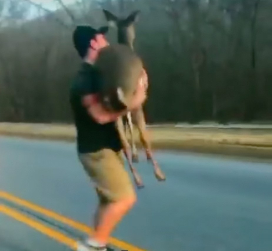Watch: Driver Got out of Car to Save Scared Deer in Middle of Road ...