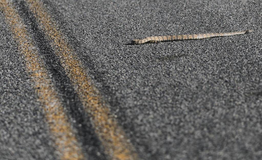 Beware of Snakes: Feds Issue Warning to Drivers