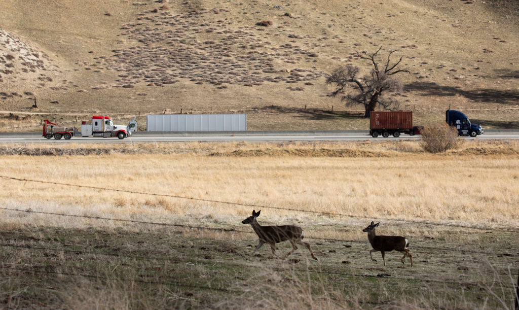 What's a Wildlife-Vehicle Collision (WVC)?