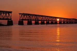 Discover the Fascinating Tale of Fred the Tree on Florida's Seven Mile ...