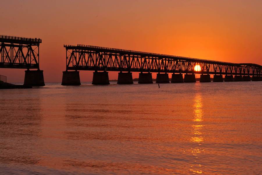 Discover the Fascinating Tale of Fred the Tree on Florida's Seven Mile ...