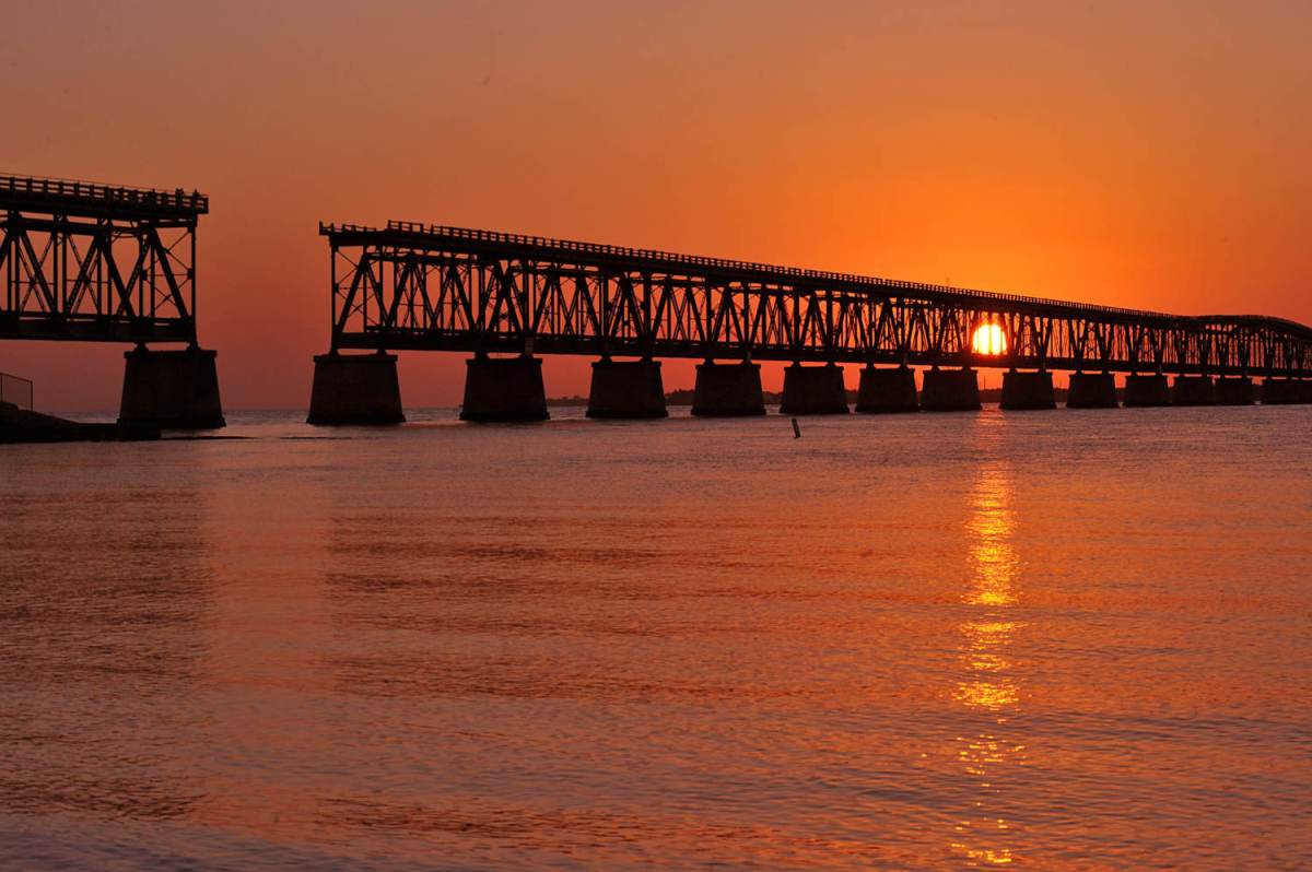 Discover the Fascinating Tale of Fred the Tree on Florida's Seven Mile ...