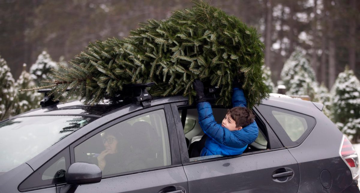 Are You Truly Prepared to Fasten a Christmas Tree to Your Car Roof Safely?