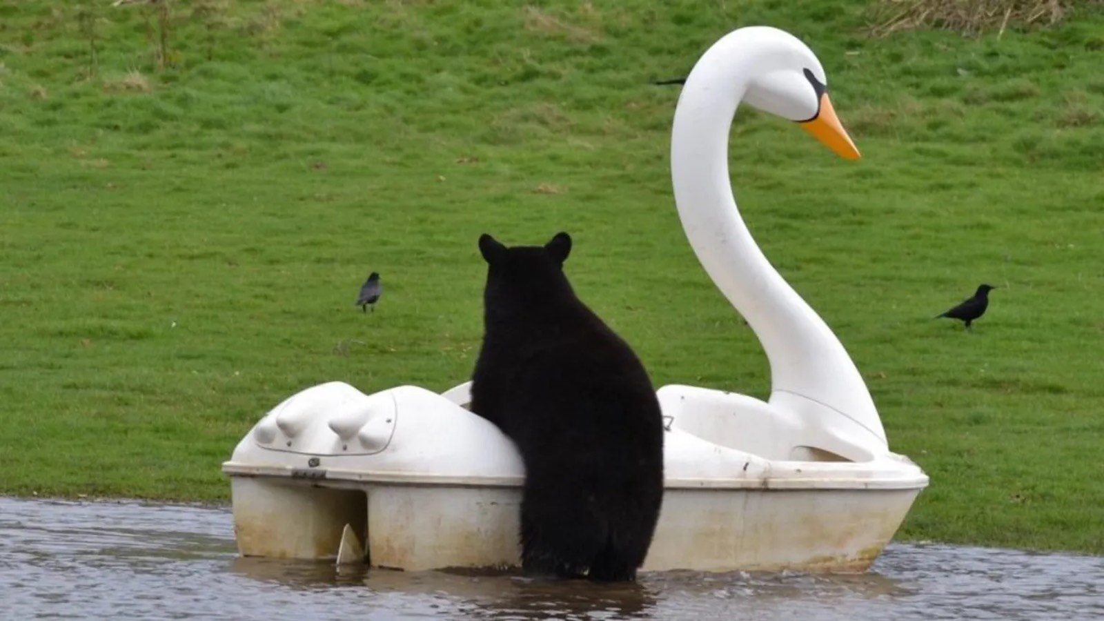 Watch Bears Have a Blast on Swan-Shaped Pedal Boat
