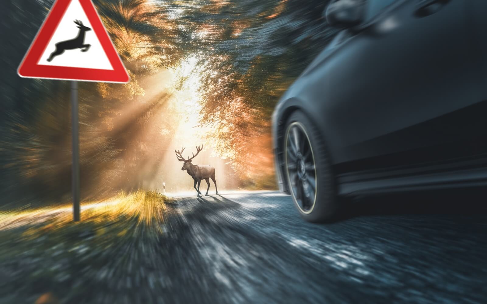 Can You Get in Trouble for Hitting an Animal With Your Car?- MotorBiscuit