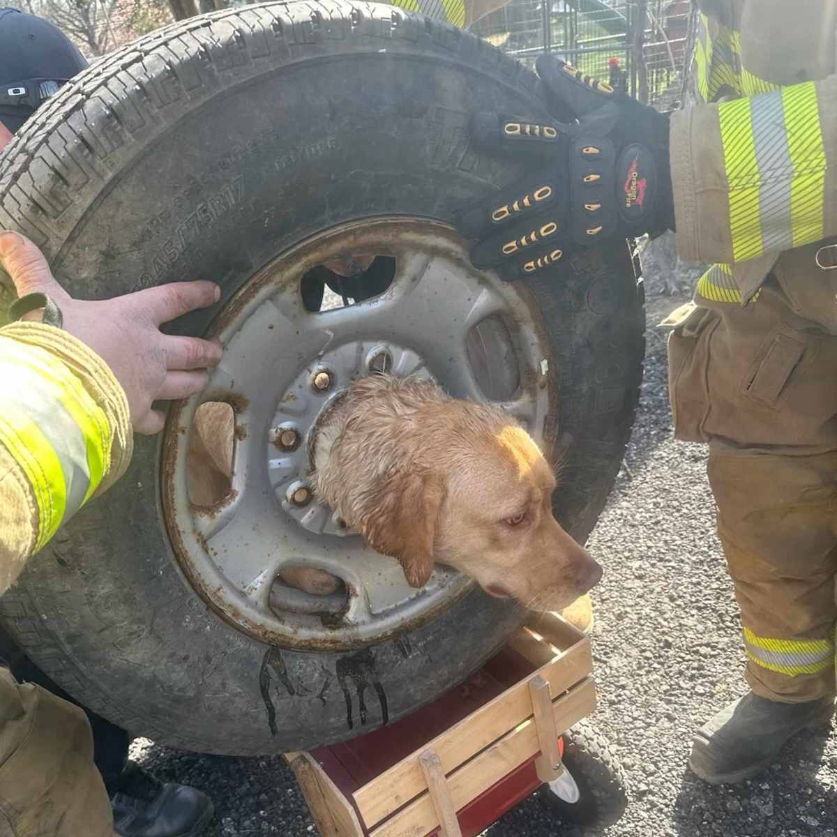 New Jersey Firefighters Rescue a Yellow Lab Trapped in a Tire