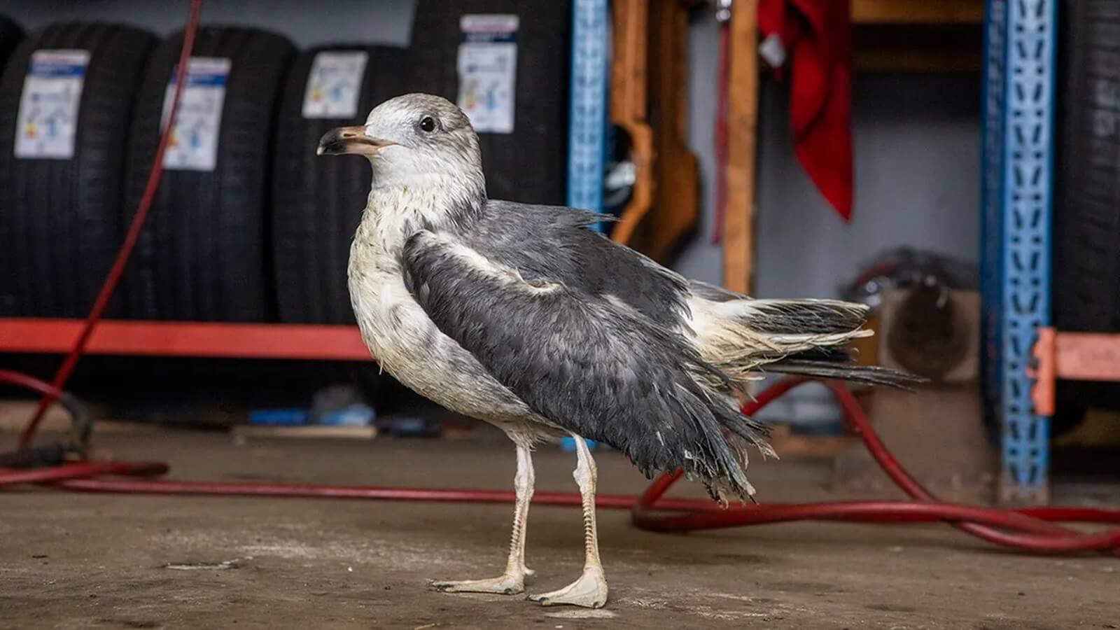 Mechanic Finds Companion in a Seagull He Nursed Back to Health ...