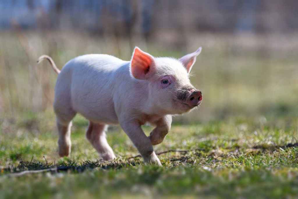 Week-Old Piglets Fearlessly Jump From Slaughterhouse Transport Truck ...