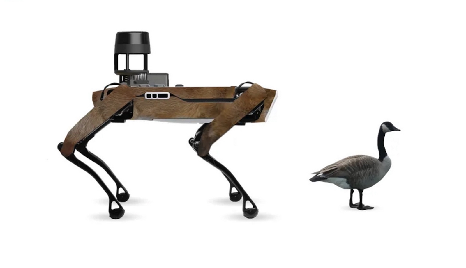Robotic Dog Dressed as a Fox Saves Animals Lives...by Chasing Them ...