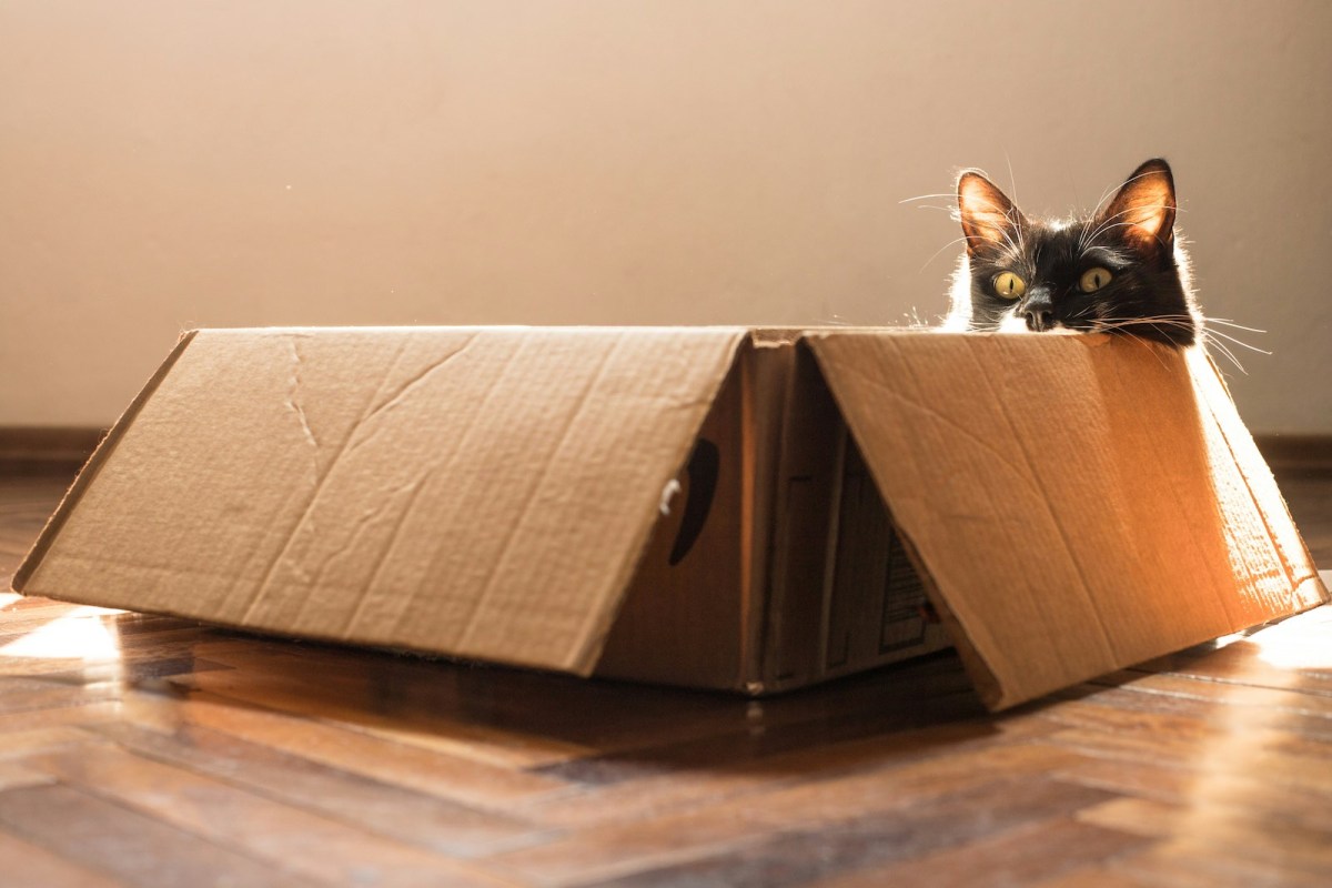 Cat Trapped in Amazon Returns Box for 6 Days, Survives Shipping by 3 ...