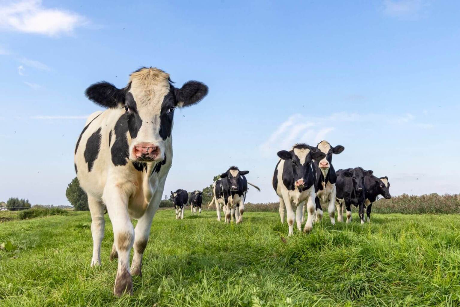 GHG Emissions From Cows, Livestock Are More Potent Than Cars, Per EPA