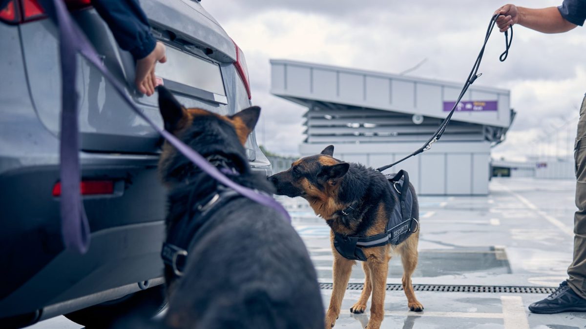 Drug Sniffing Dogs Aren’t as Accurate as People Think