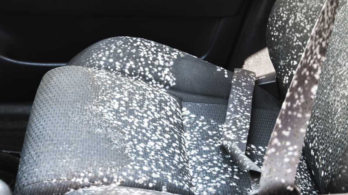 You Could Have Mold Growing in Your Car and Not Know It