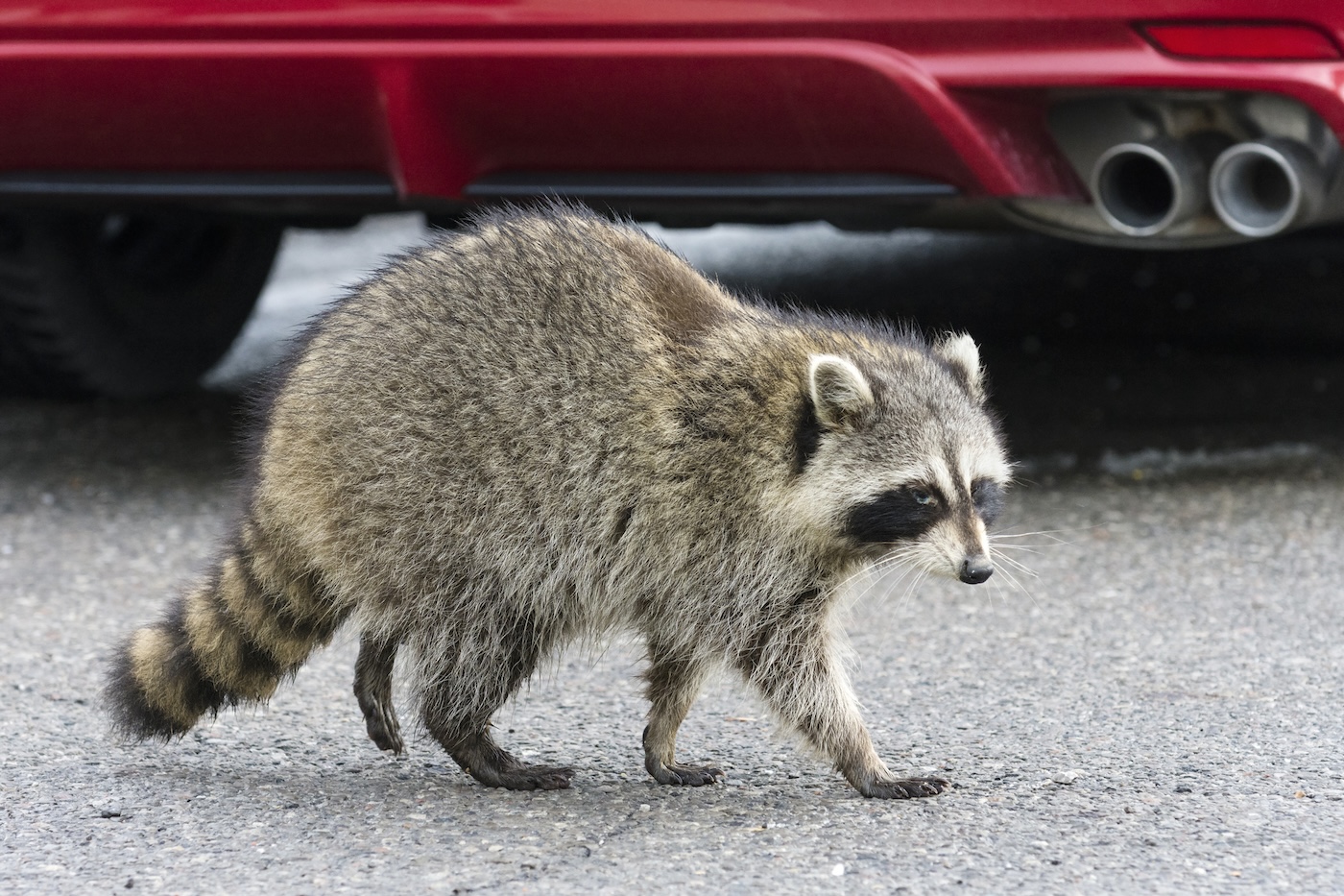 Raccoons Can’t Resist Breaking Into Tesla Cybertruck Models