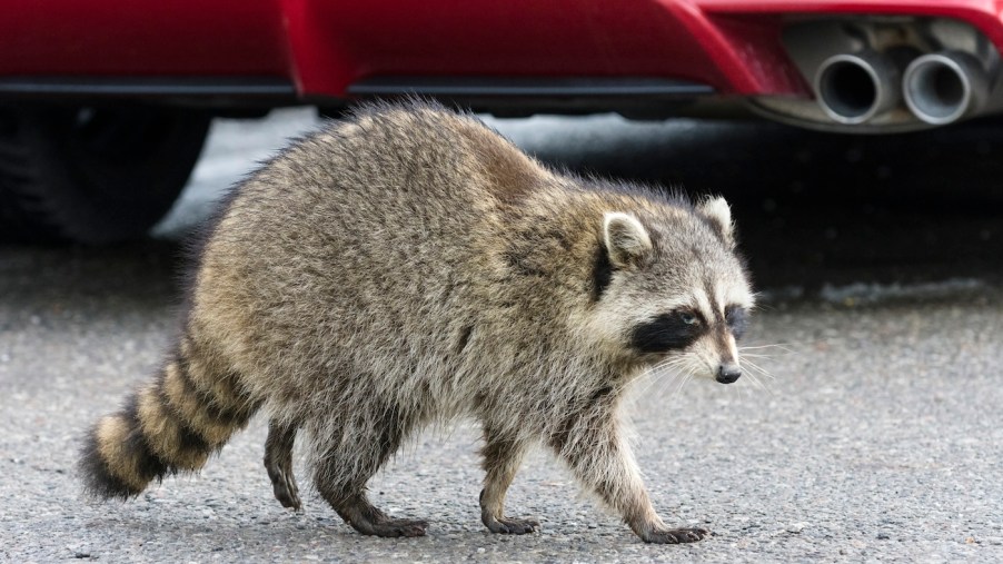 Raccoons Can’t Resist Breaking Into Tesla Cybertruck Models