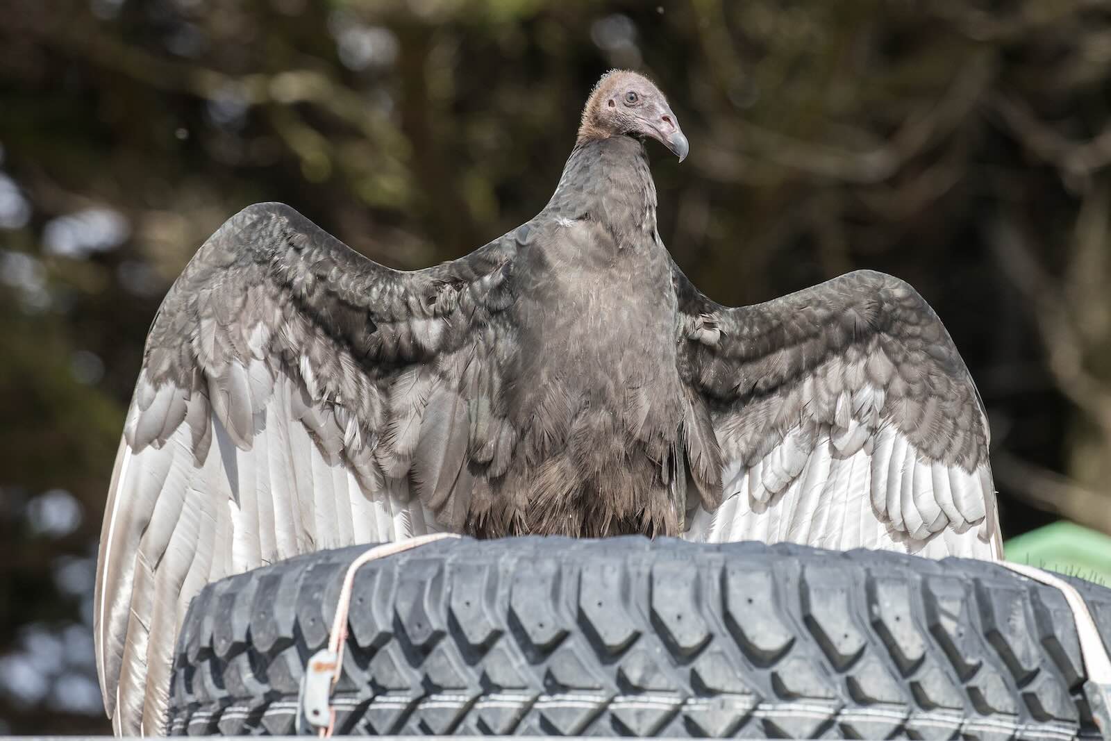 The real angry birds: New Jersey turkey vultures wreaking havoc on cars