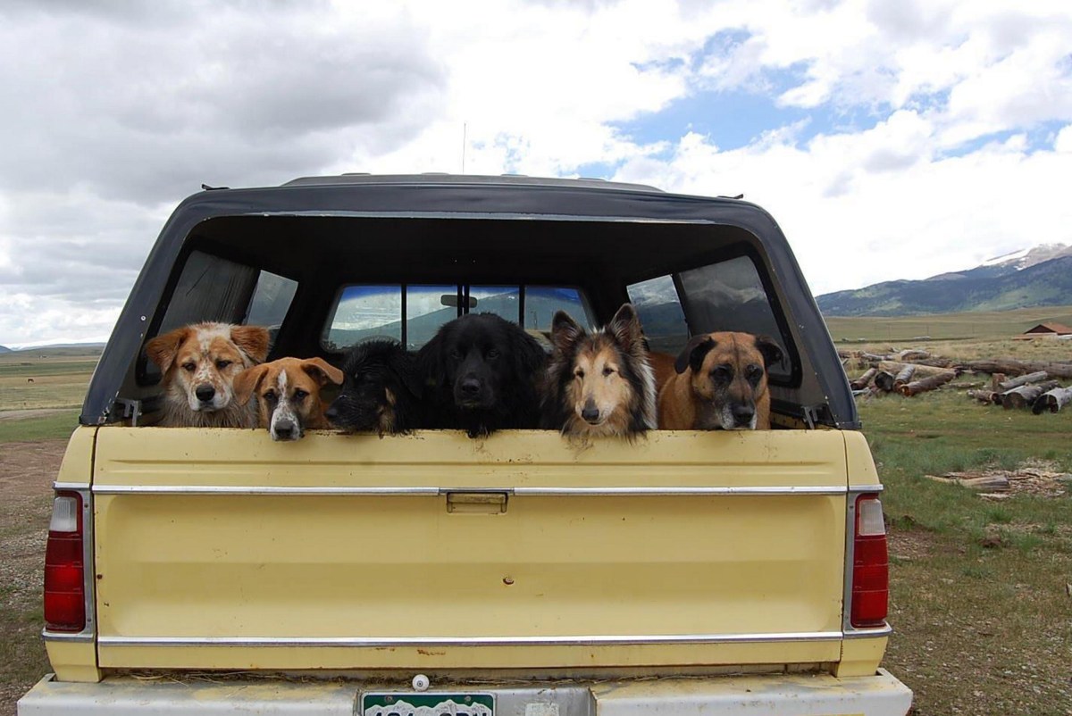 17 dogs get rescued from ruff living conditions in a Chevy Silverado
