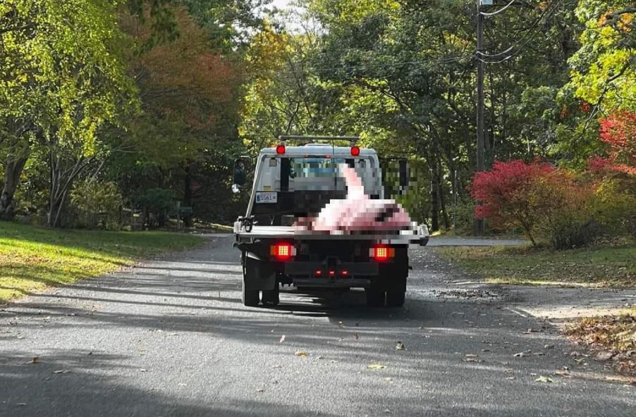 Cape Cod police call tow truck to load up a humongous great white shark ...