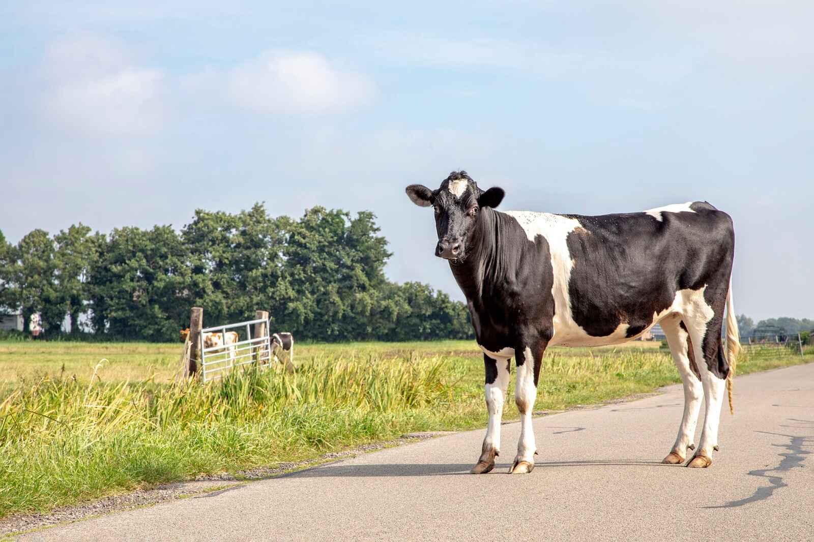 Cow walks onto Florida freeway, causes large fuel leak right before ...