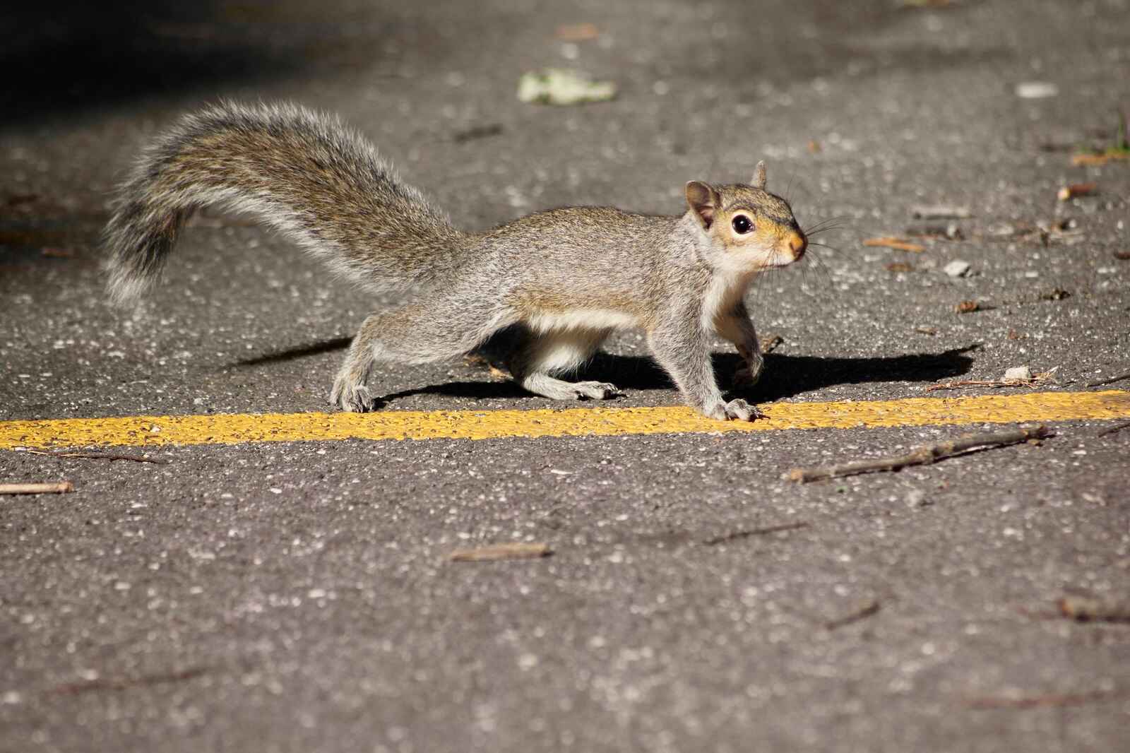 Biologist explains why squirrels zig-zag in front of cars, especially in the fall