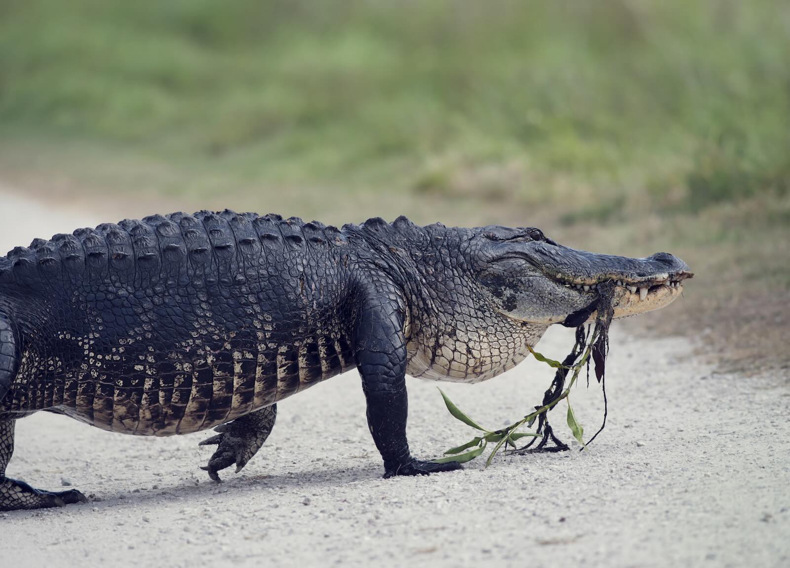 Florida man stops 11-foot alligator attack with car