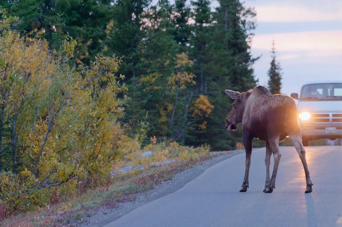 Watch a vehicle get crushed in a young 600-lb moose vs car showdown