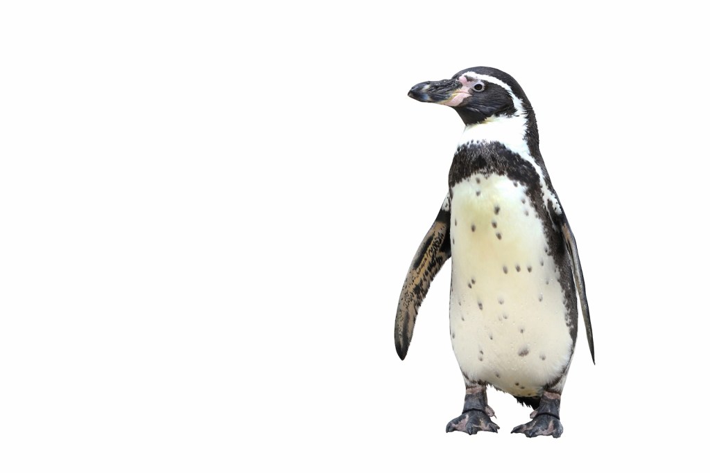 "Unsecured" penguin blamed for helicopter crash off Africa