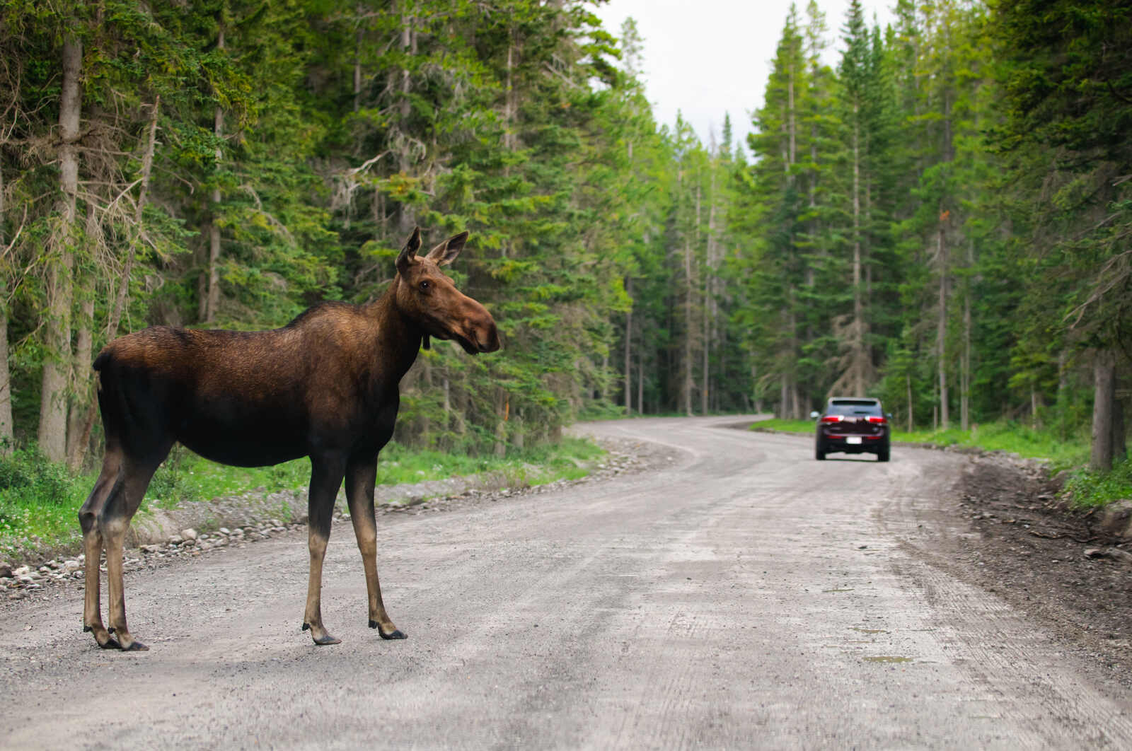 Homeowner saves grocery delivery driver from a pesky moose