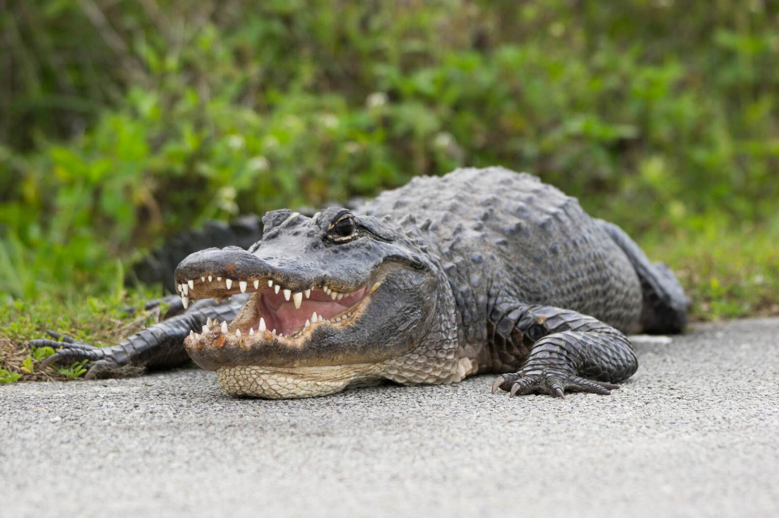 Barefoot Florida Man goes viral for wrangling a 10-foot gator on I-95 ...