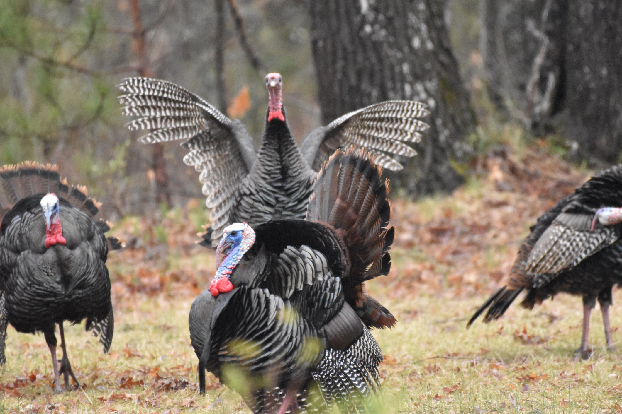 North Carolina semi-truck filled with turkeys slams into pickup truck