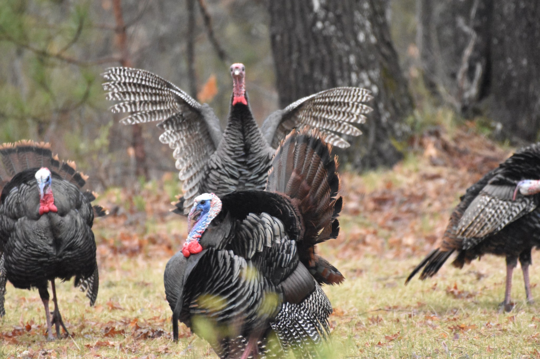 North Carolina semi-truck filled with turkeys slams into pickup truck