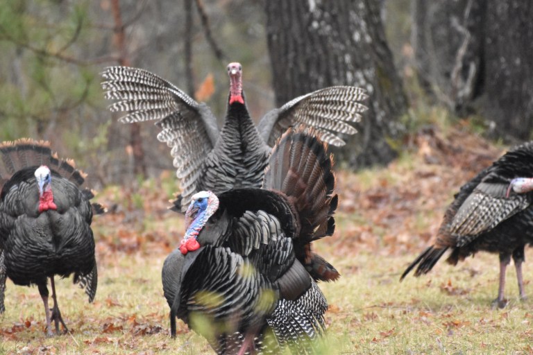 North Carolina semi-truck filled with turkeys slams into pickup truck