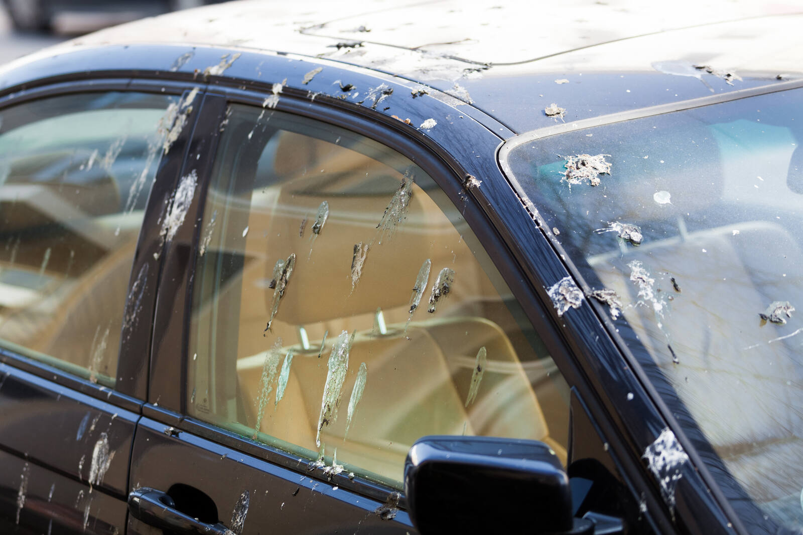 29% of drivers think birds intentionally poop on their cars - MotorBiscuit
