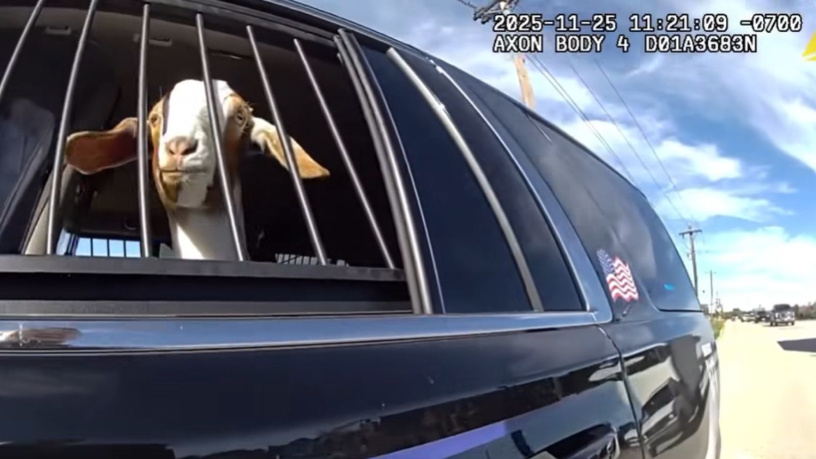 Texas Police Officer Reads Runaway Goat Its Miranda Rights - MotorBiscuit