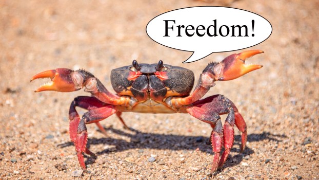 'It Was a Very Unusual Scene': 15,000 Live Crabs Released When Truck ...